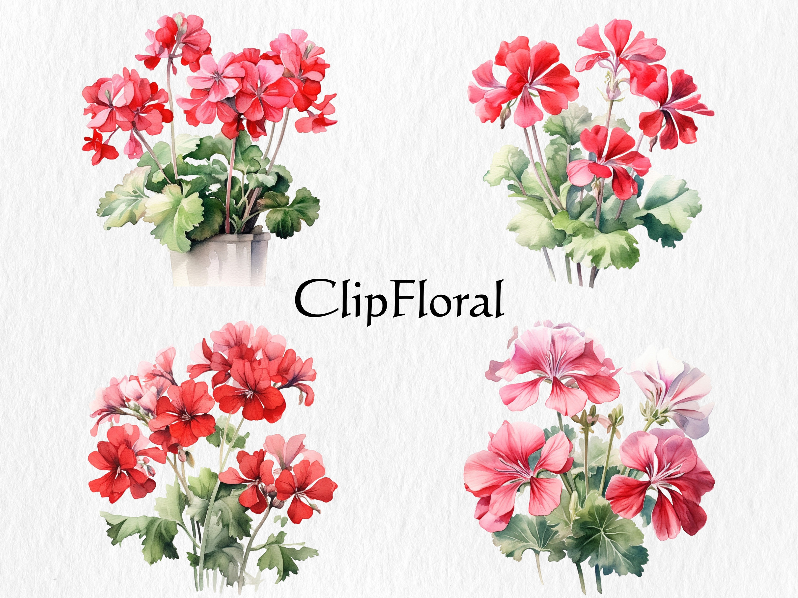 Watercolor Geranium Flowers Clipart Bundle Watercolor Geranium Flowers ...