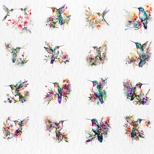 50 Mega Hummingbird PNG Bundle, Watercolor Hummingbird PNG Clipart ...