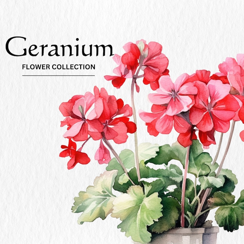 Paper Geranium Bouquet - Etsy