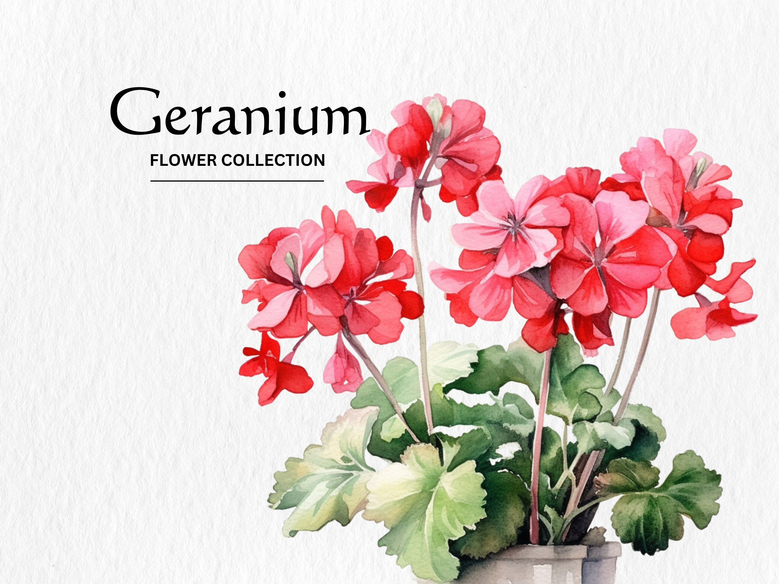Watercolor Geranium Flowers Clipart Bundle Watercolor Geranium Flowers ...