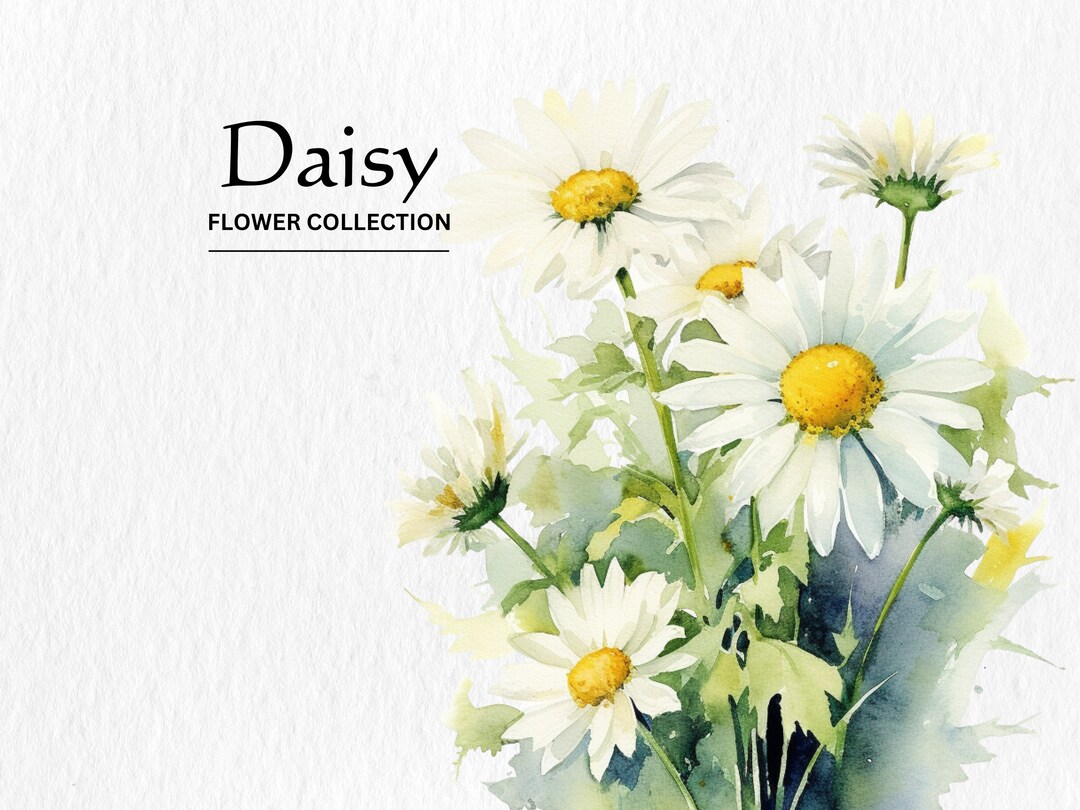 Watercolor Daisy Flowers Clipart Bundle Watercolor Daisy Flowers 8 PNG ...