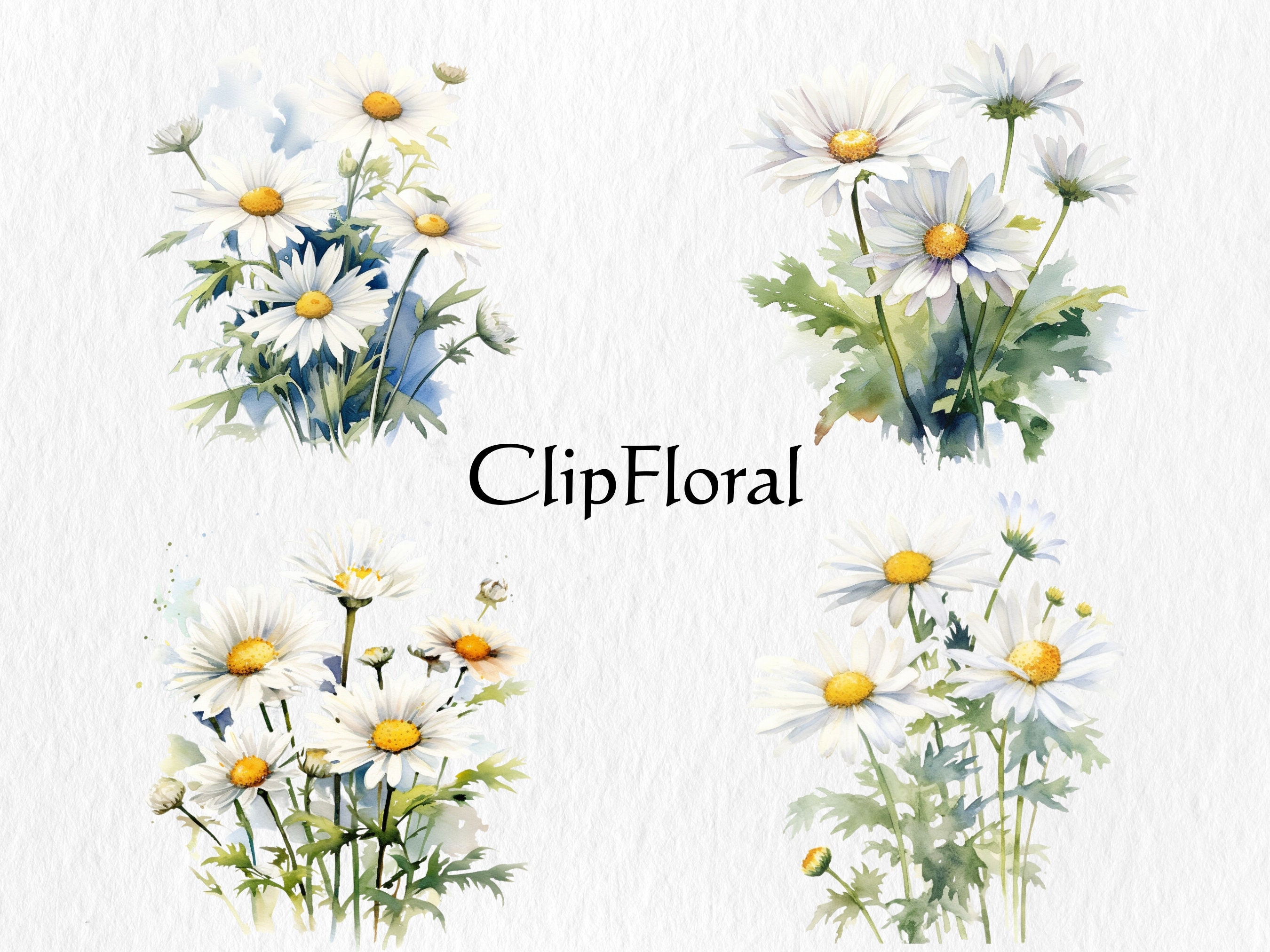 Watercolor Daisy Flowers Clipart Bundle: PNG Floral Graphics ...
