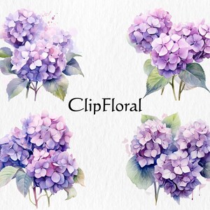 Watercolor Purple Hydrangea Clipart Bundle: PNG Floral Designs (digital ...
