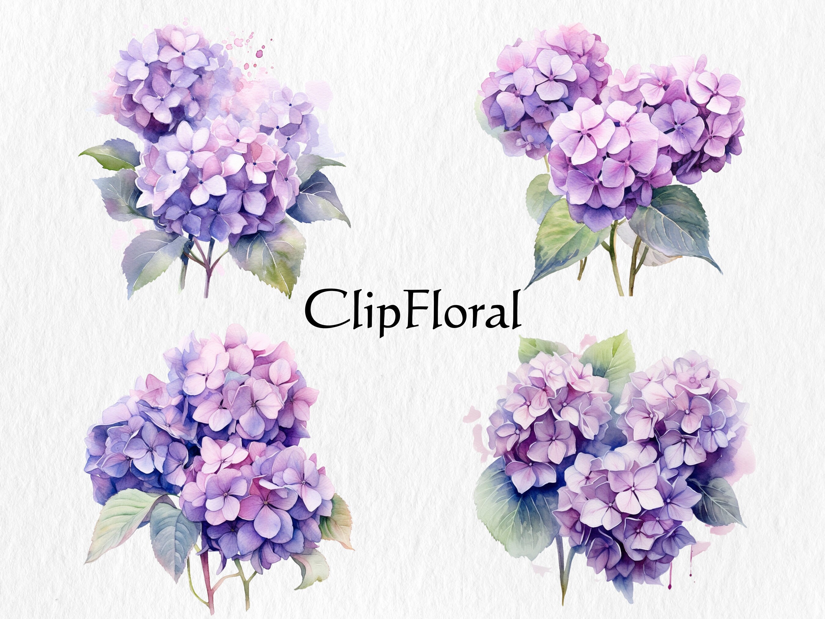 Watercolor Purple Hydrangea Flowers Clipart Bundle Watercolor Hydrangea ...