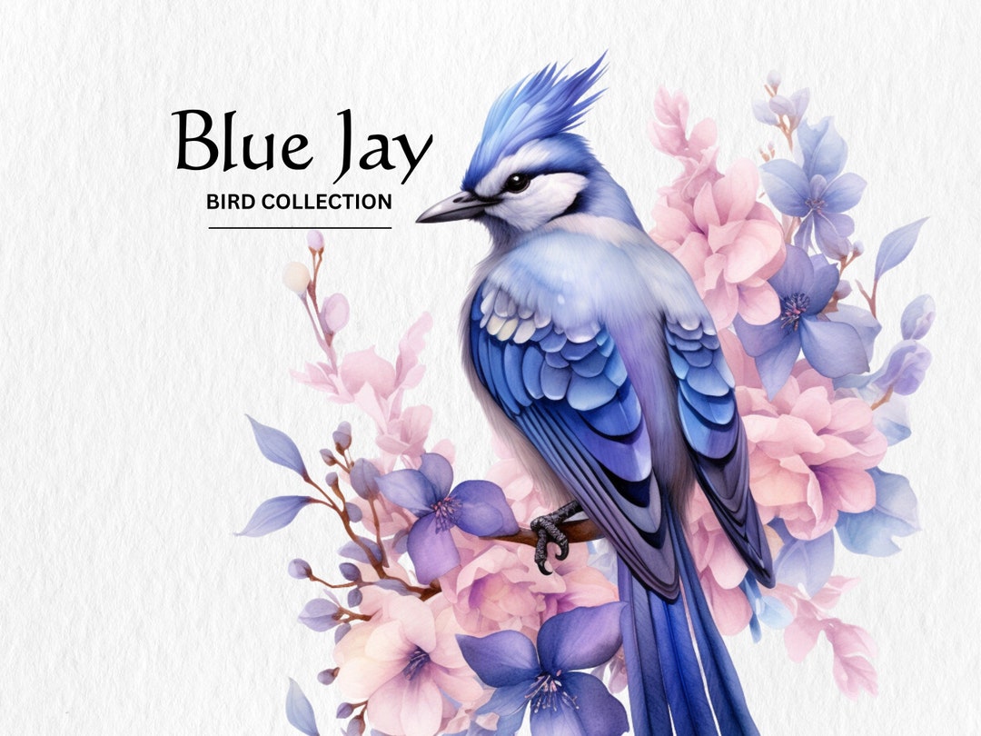 Blue Jay Clipart, 8 High Quality Pngs, Nursery Art, Digital Download ...