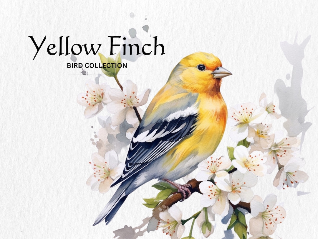 Yellow Finch Clipart, 8 High Quality Pngs, Nursery Art, Digital ...