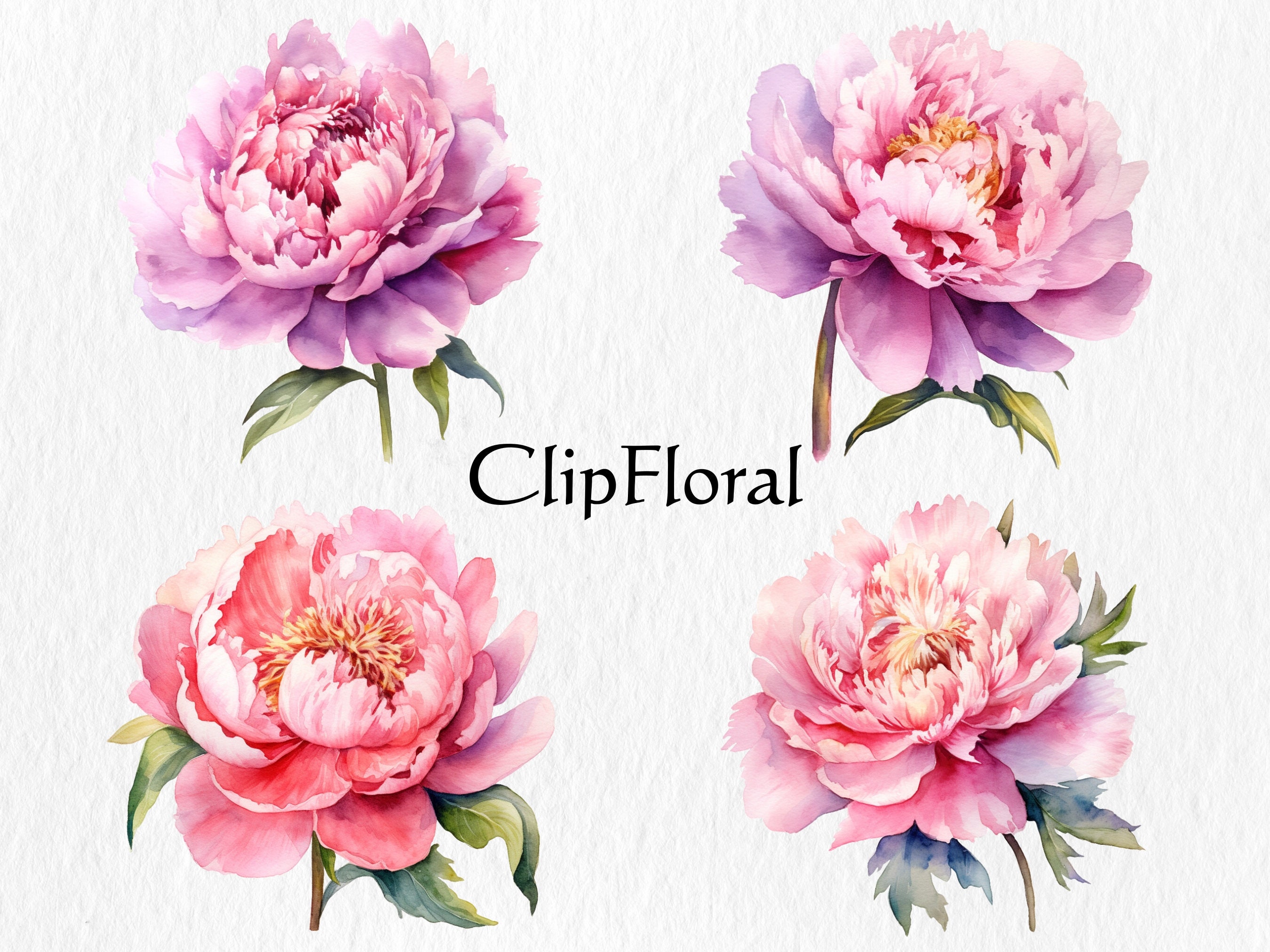 Watercolor Pink Peony Flower Clipart Bundle Watercolor Pink Peony ...