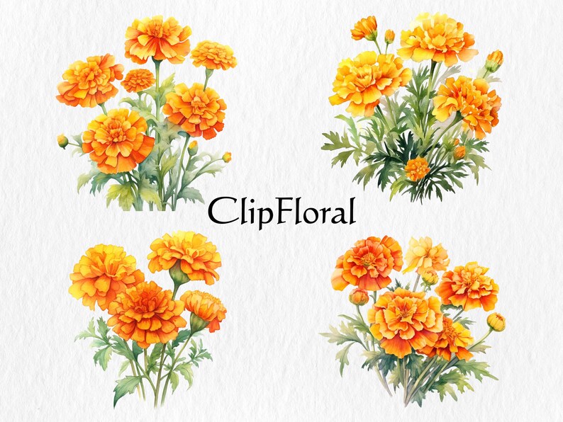 Watercolor Marigold Flowers Clipart Bundle Watercolor Marigold Flowers ...