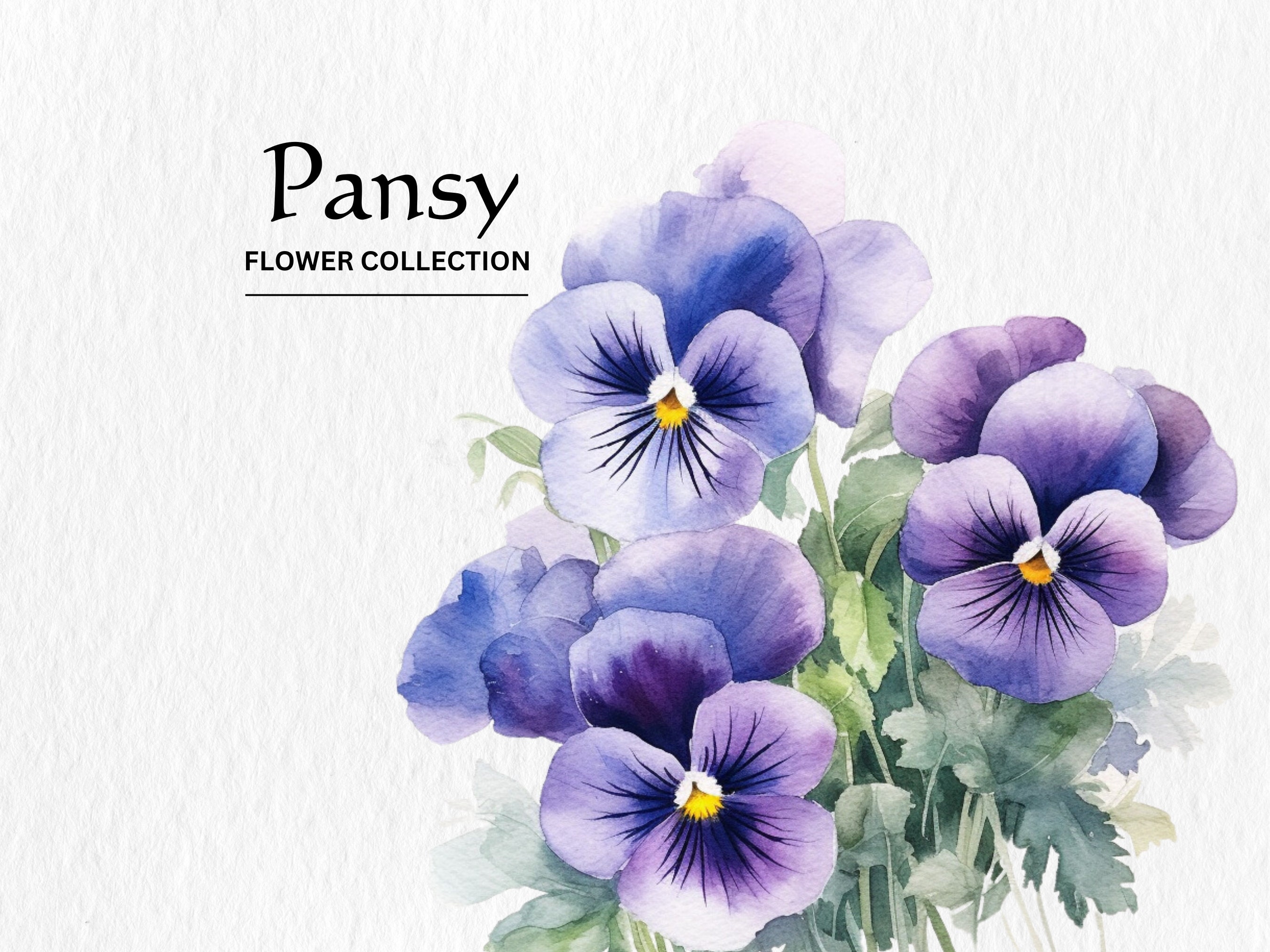 Watercolor Pansy Flowers Clipart Bundle Watercolor Pansy Flowers 8 PNG ...