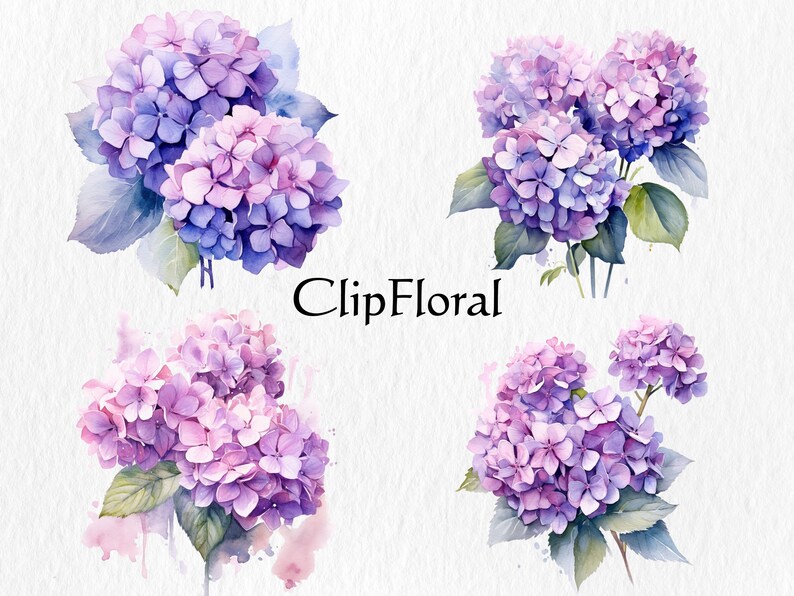 Watercolor Purple Hydrangea Flowers Clipart Bundle Watercolor Hydrangea ...