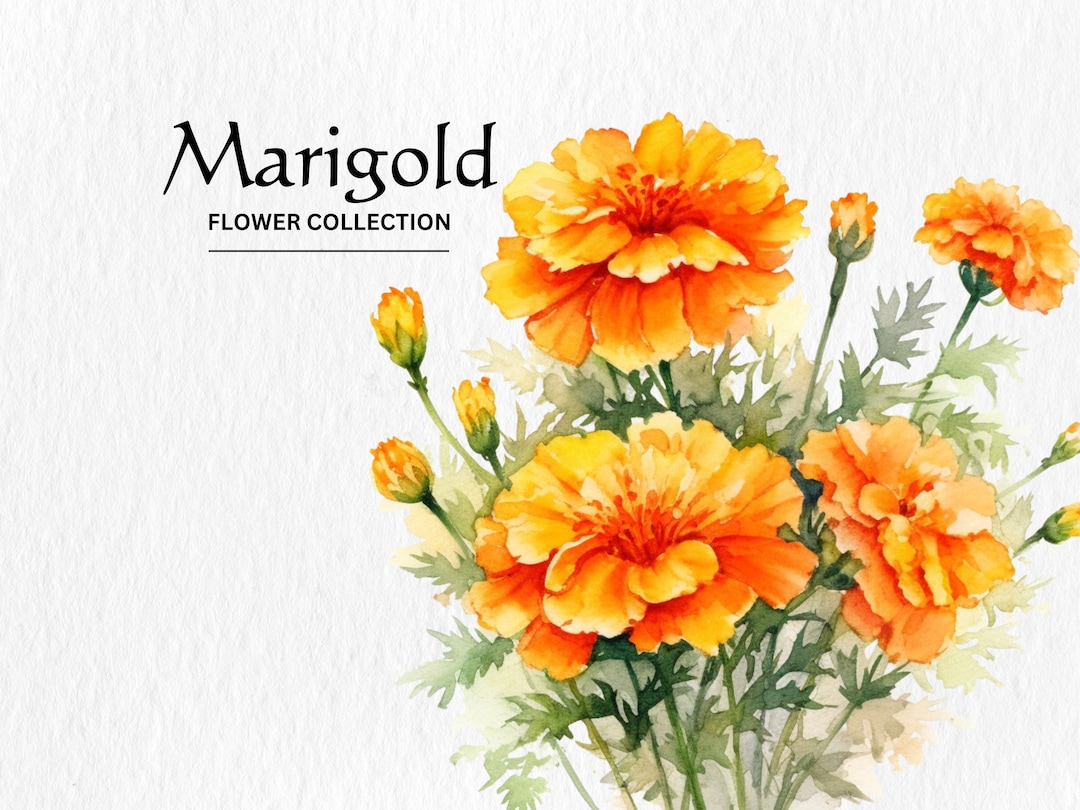 Watercolor Marigold Flowers Clipart Bundle - Watercolor Marigold ...
