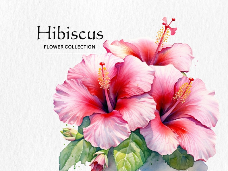 Watercolor Hibiscus Flowers Clipart Bundle Watercolor - Etsy