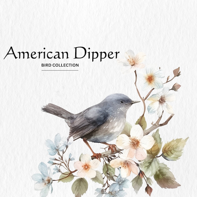 Watercolor American Dipper Clipart: Bird Nursery Art (digital Download ...
