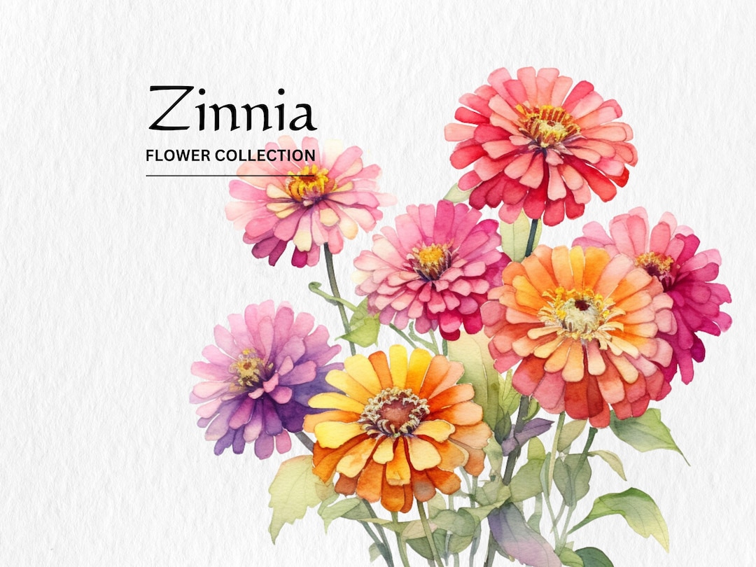 Watercolor Zinnia Flowers Clipart Bundle: PNG Floral Designs (digital ...