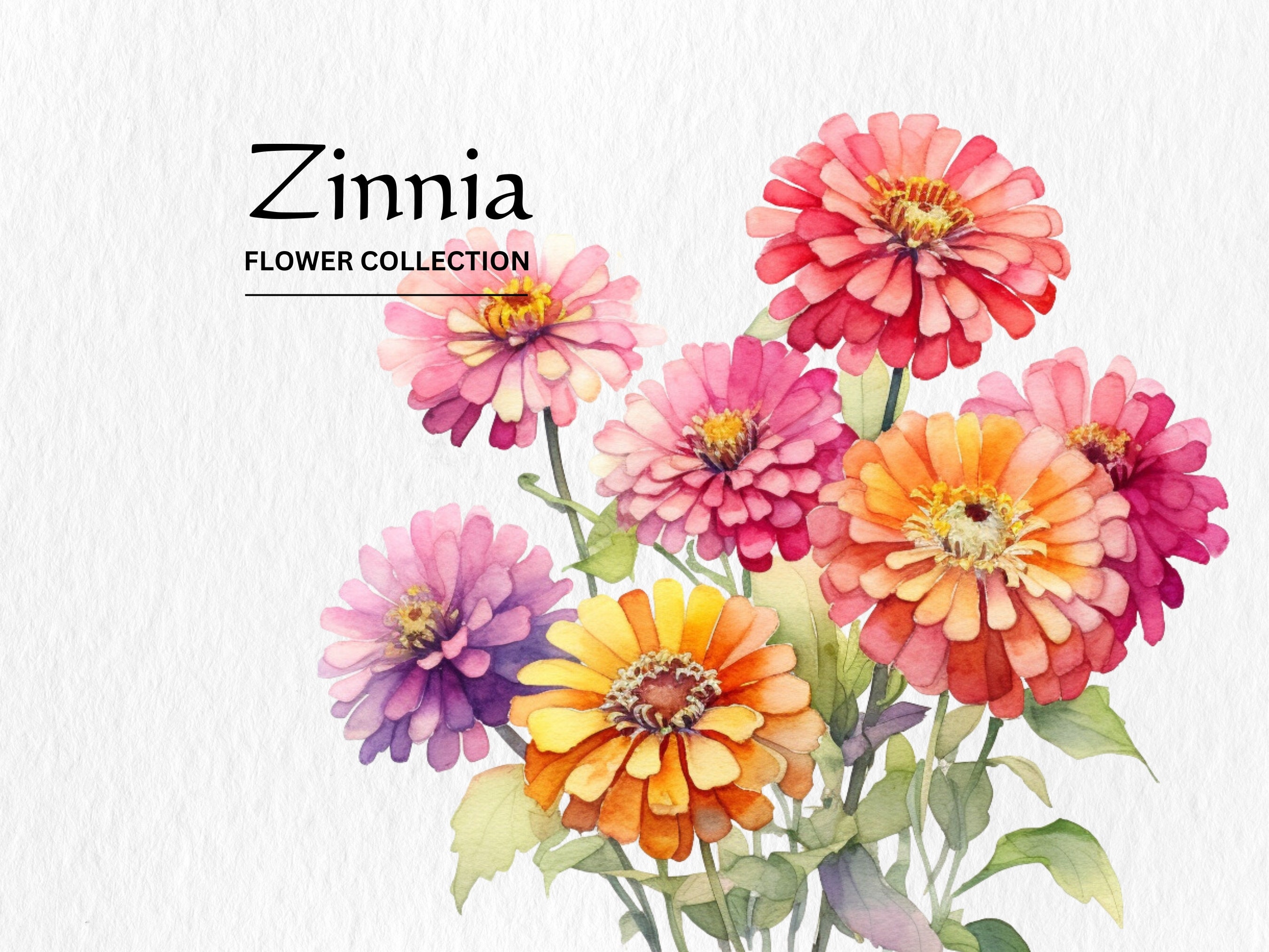 Watercolor Zinnia Flowers Clipart Bundle: PNG Floral Designs (digital ...