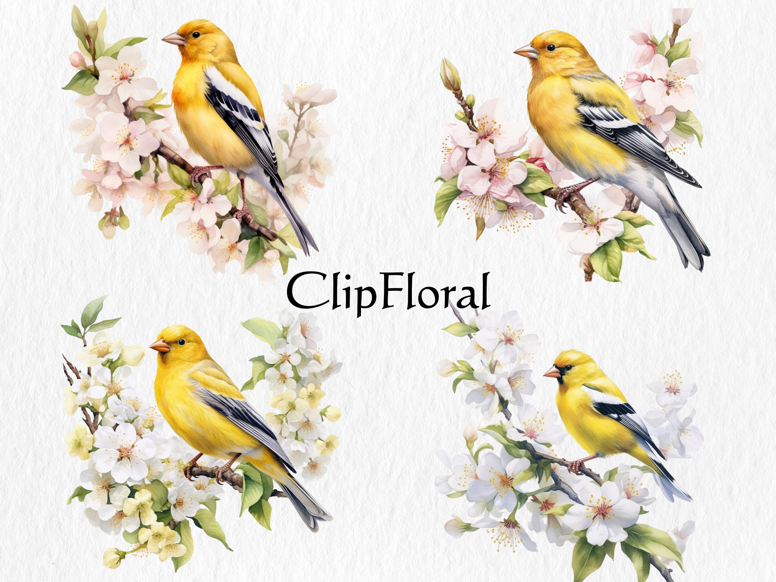 Yellow Finch Clipart, 8 High Quality Pngs, Nursery Art, Digital ...
