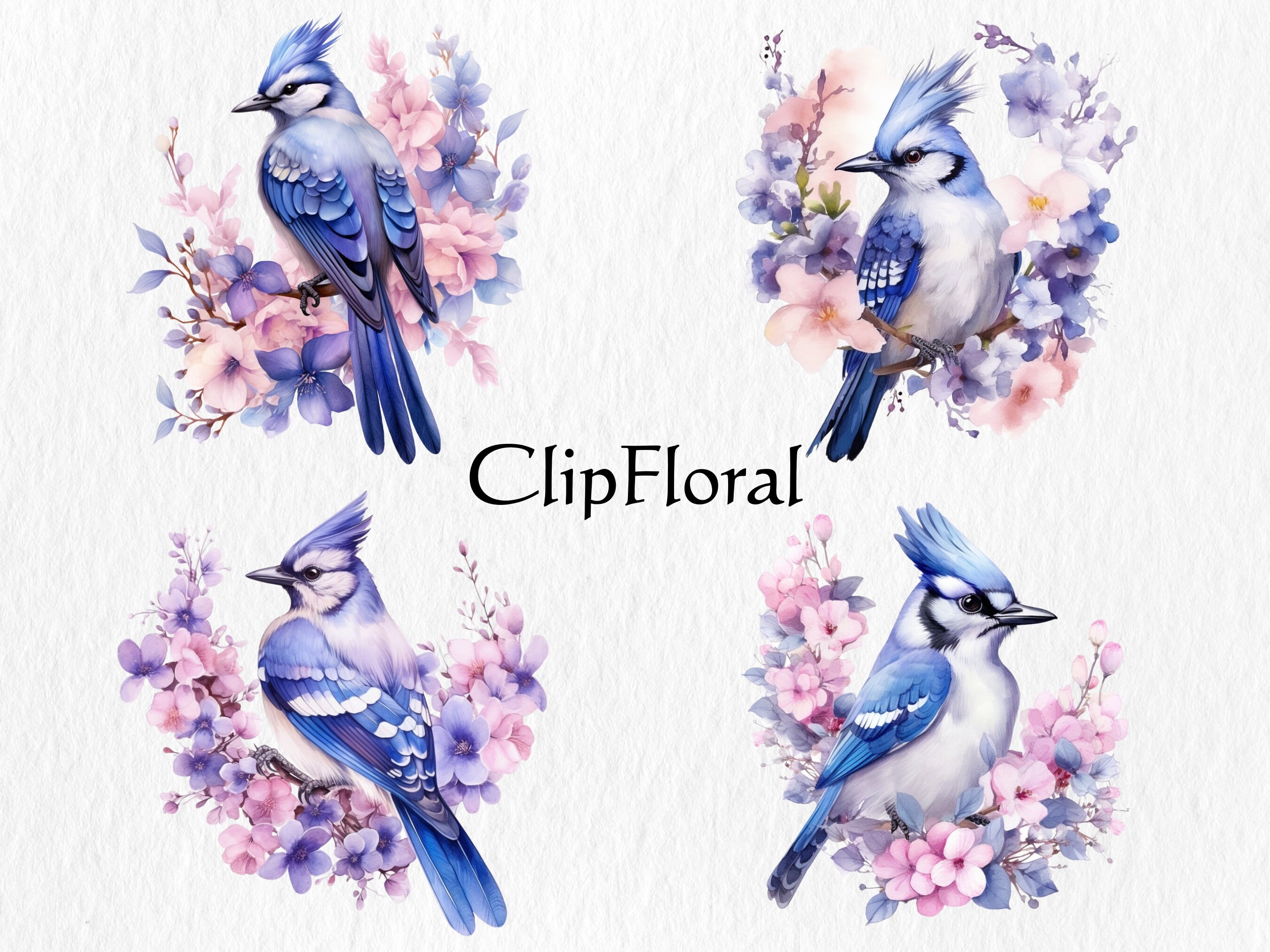 Blue Jay Clipart, 8 High Quality Pngs, Nursery Art, Digital Download ...