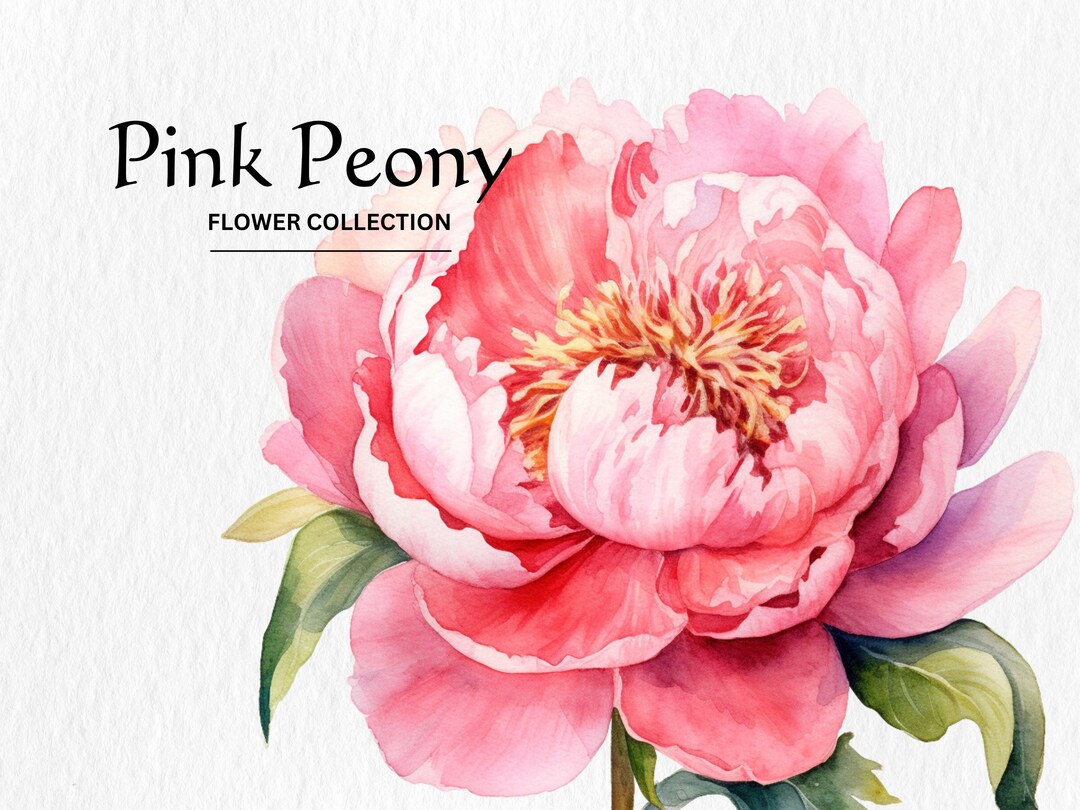 Watercolor Pink Peony Flower Clipart Bundle - Watercolor Pink Peony ...