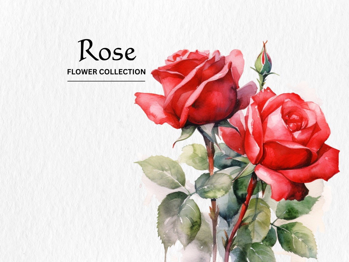 Watercolor Rose Flowers Clipart Bundle Watercolor Rose - Etsy