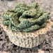 Crochet Succulent Coaster Pattern - Etsy