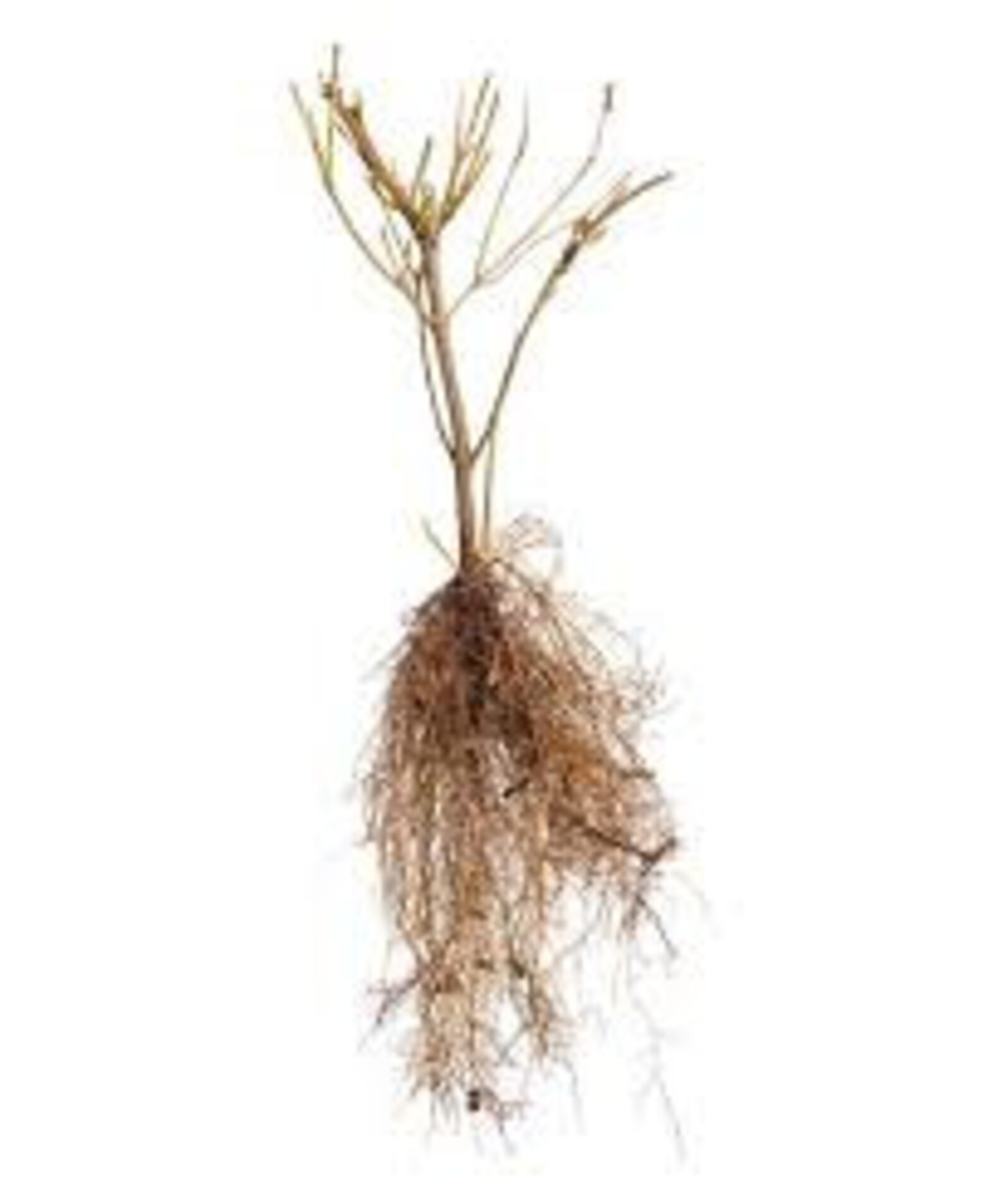 Crepe Myrtle Seedling Trees, Deciduous, Fast Growing, Adaptable to Soil ...