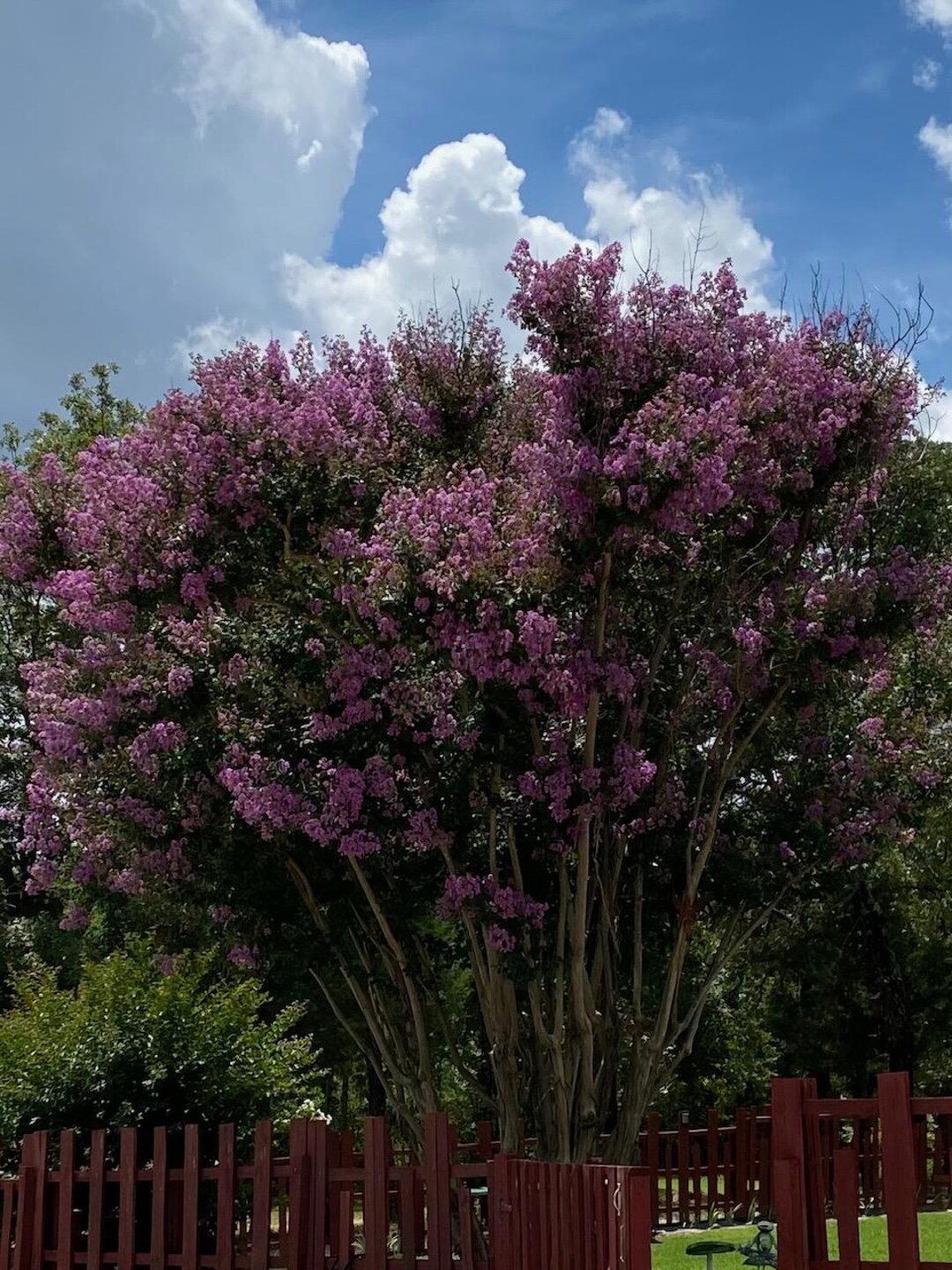 Crape Myrtles Sioux and White Natchez Tree Seedlings Drought and Cold ...