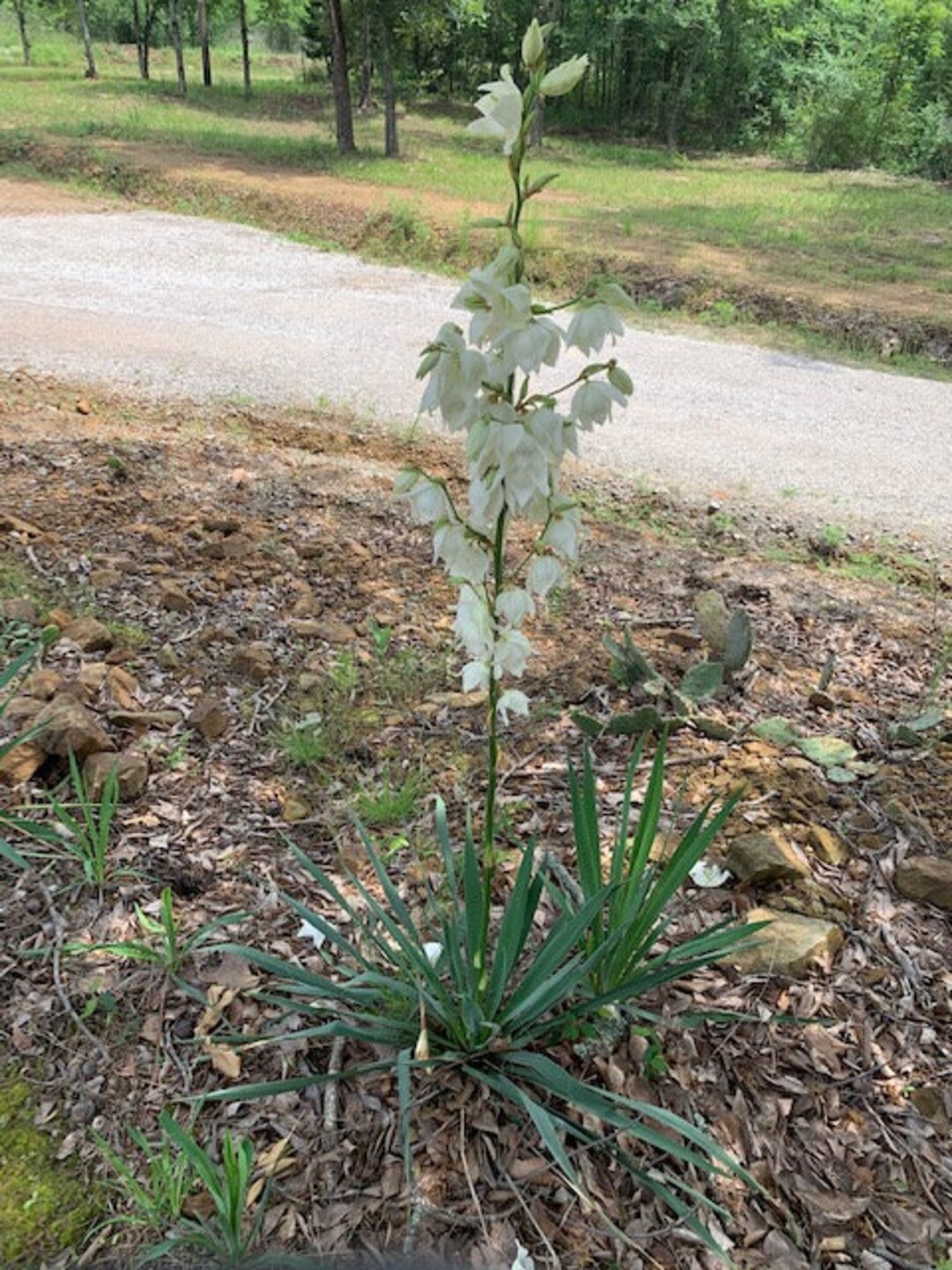 Adams Needle Yucca, Flowering, Drought Tolerant, Sun to Shade, Fast ...