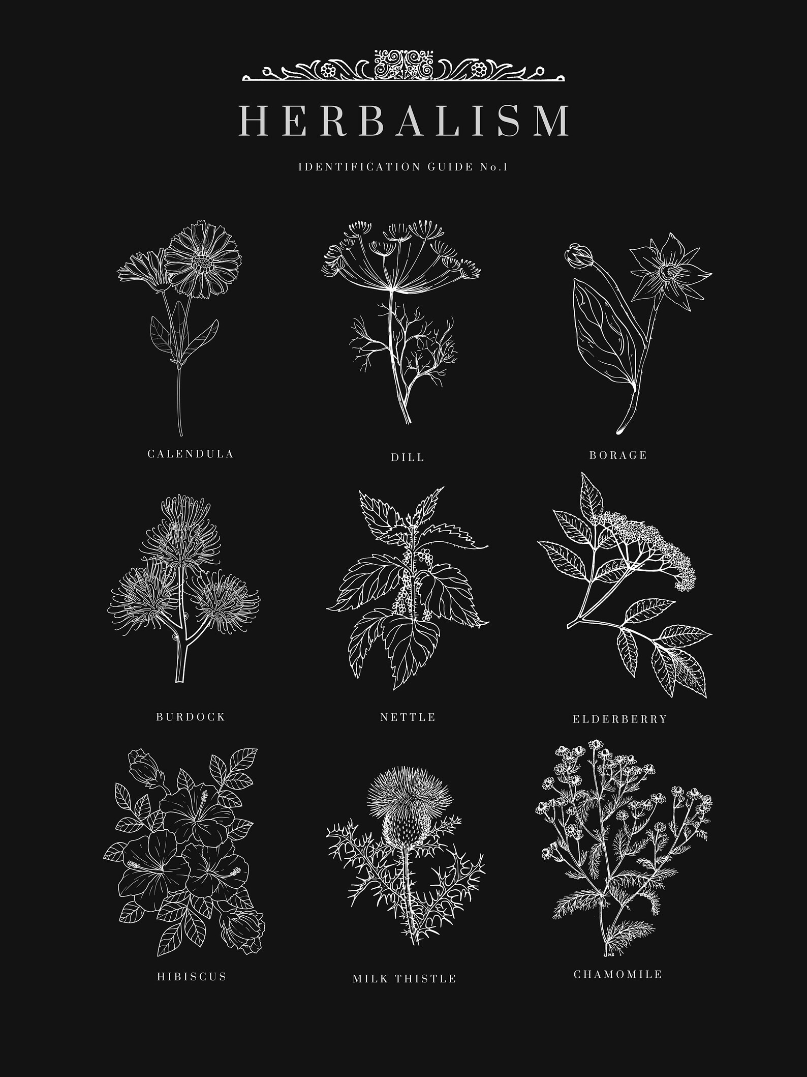 Herbal Poster for a Vintage Apothecary, Herbs and Spices Poster Print ...