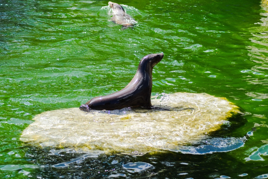 Art Photography seal Mural in Aluminium, Acrylic Glas, Canvas or as ...