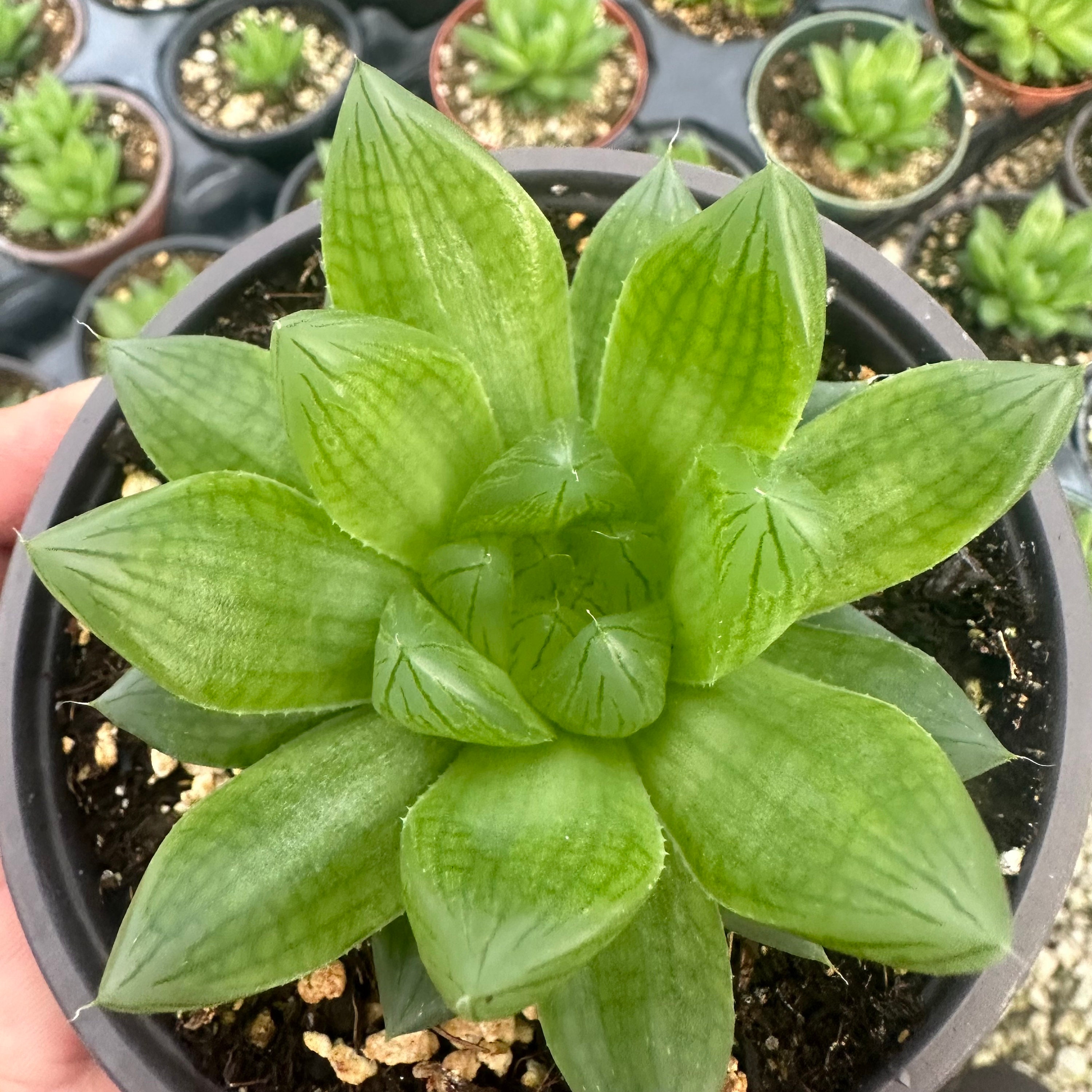 Stunning Cathedral Window Haworthia - Indoor Succulent Beauty 4" - Etsy