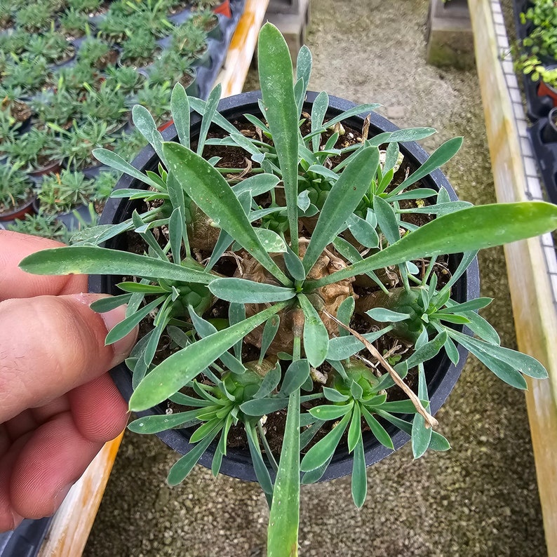 Rare EUPHORBIA X JAPONICA CACTUS Plant for Plant Lover Gift - Japanese ...