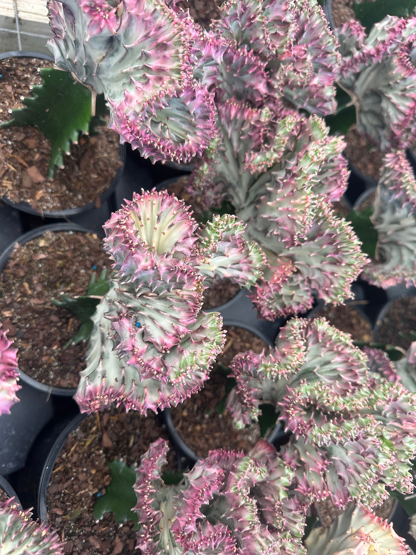 Euphorbia LACTEA CRISTATA Pink Live PLANT Coral Cactus Succulent ...
