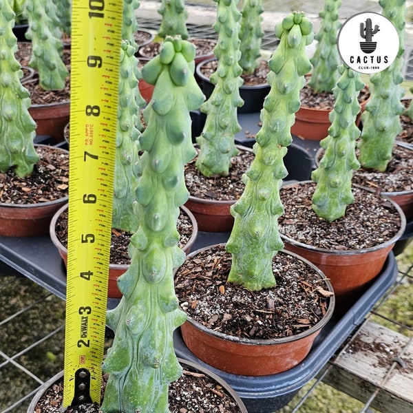 Boobie Cactus - Etsy