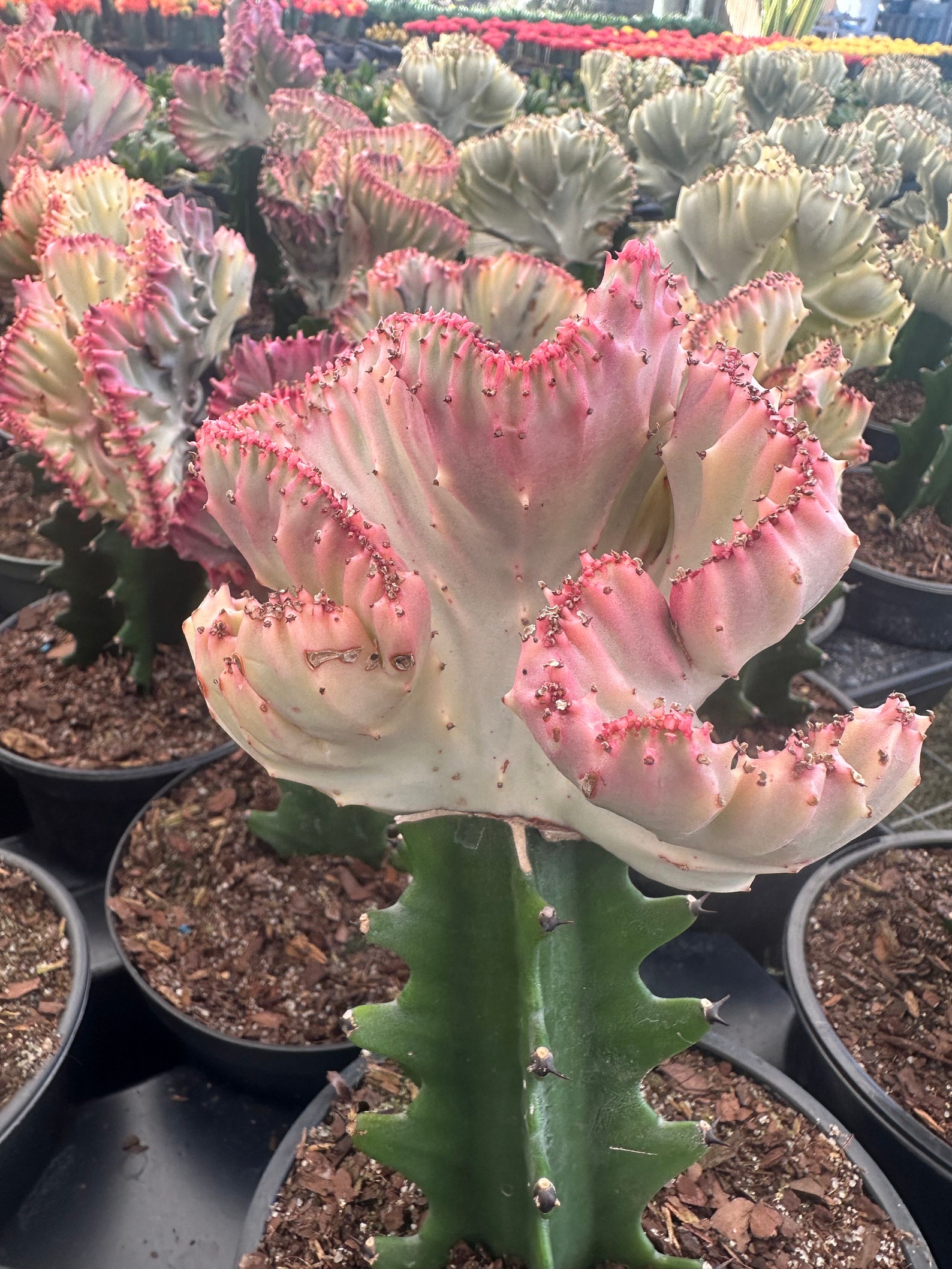 Euphorbia LACTEA CRISTATA Pink Live PLANT Coral Cactus Succulent ...