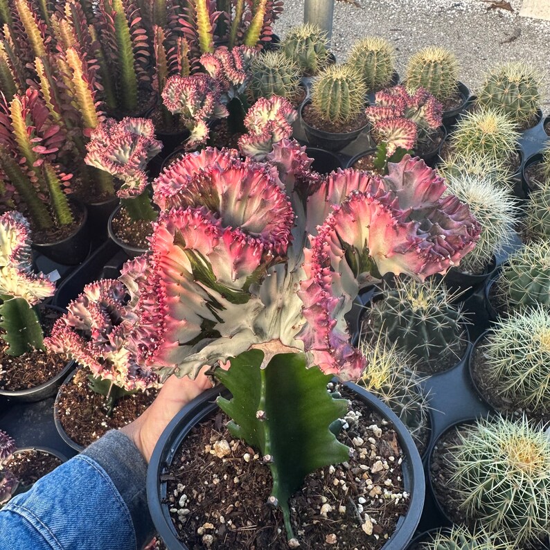 Euphorbia LACTEA CRISTATA Pink Live PLANT Coral Cactus Succulent ...