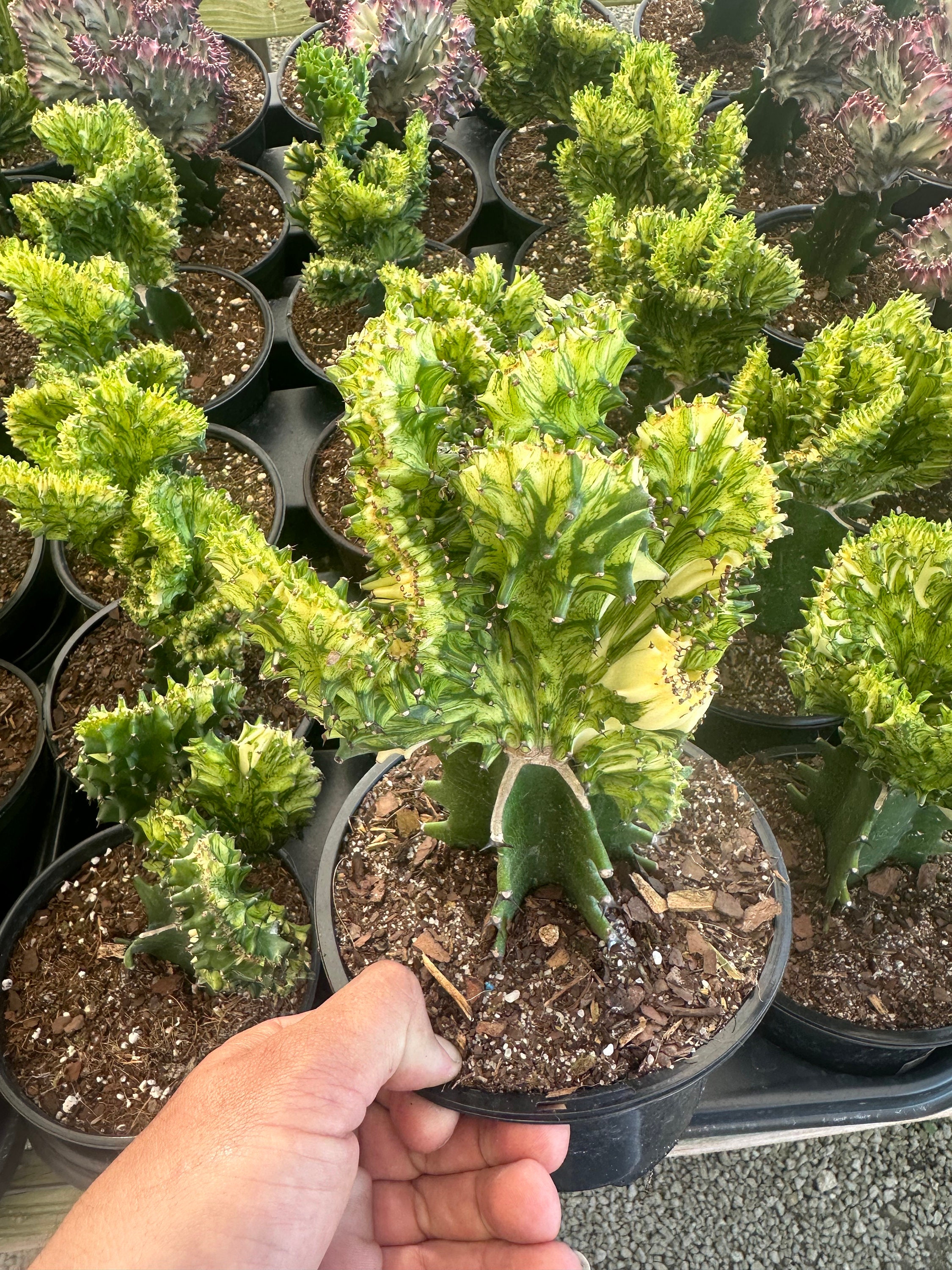 Euphorbia LACTEA CRISTATA Pink Live PLANT Coral Cactus Succulent ...