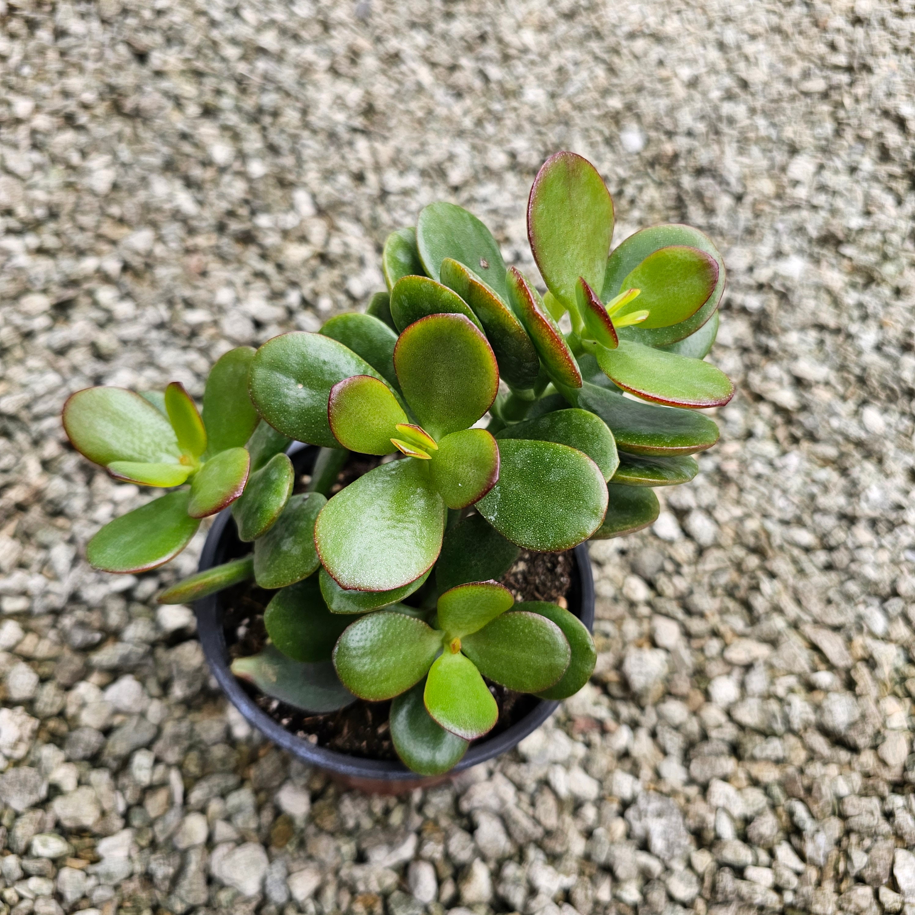 CRASSULA OVATE Jade Tree CACTUS Plant for Good Fortune – Succulent ...