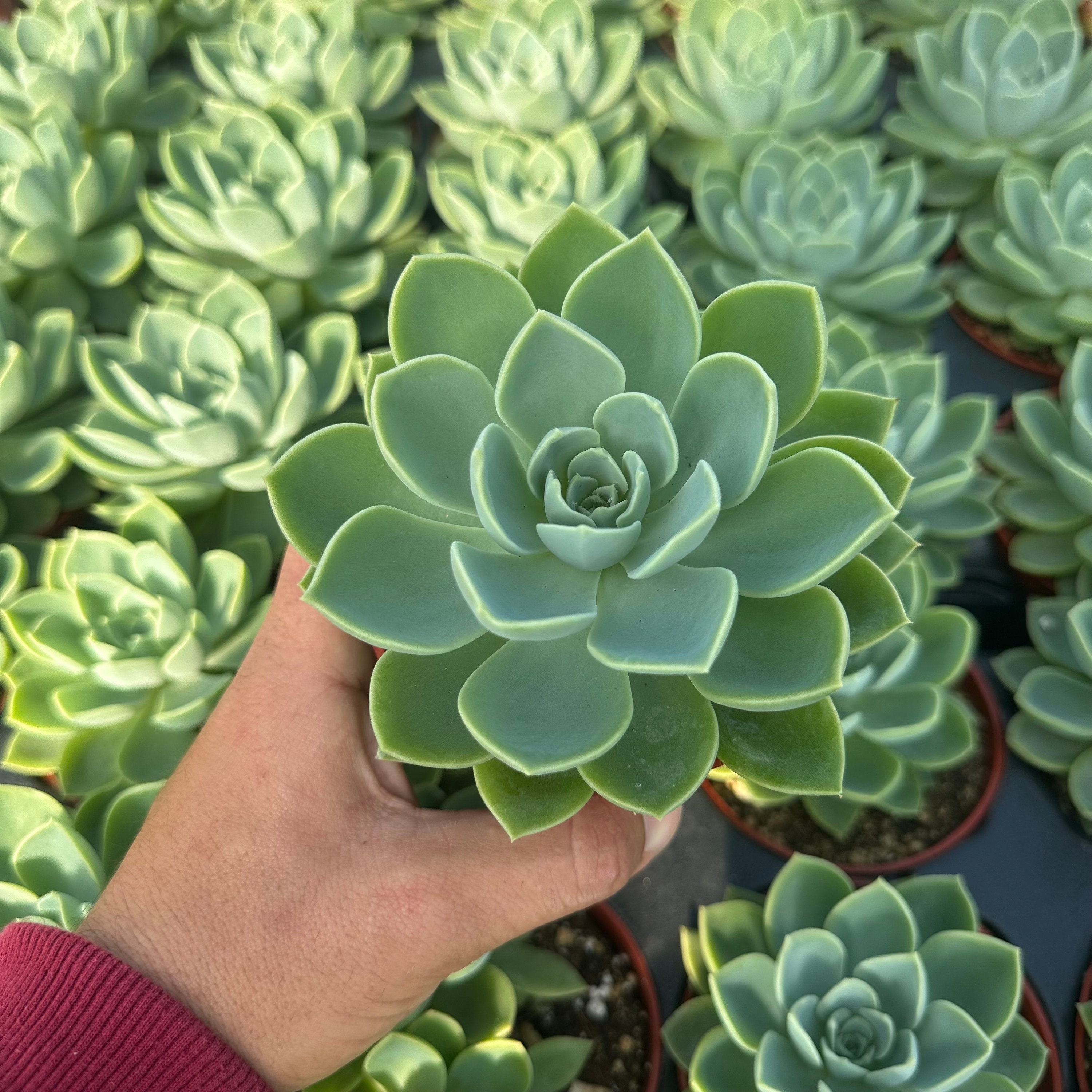 ECHEVERIA BLUE Atoll Rare Live PLANT - Succulent Drought Tolerant ...