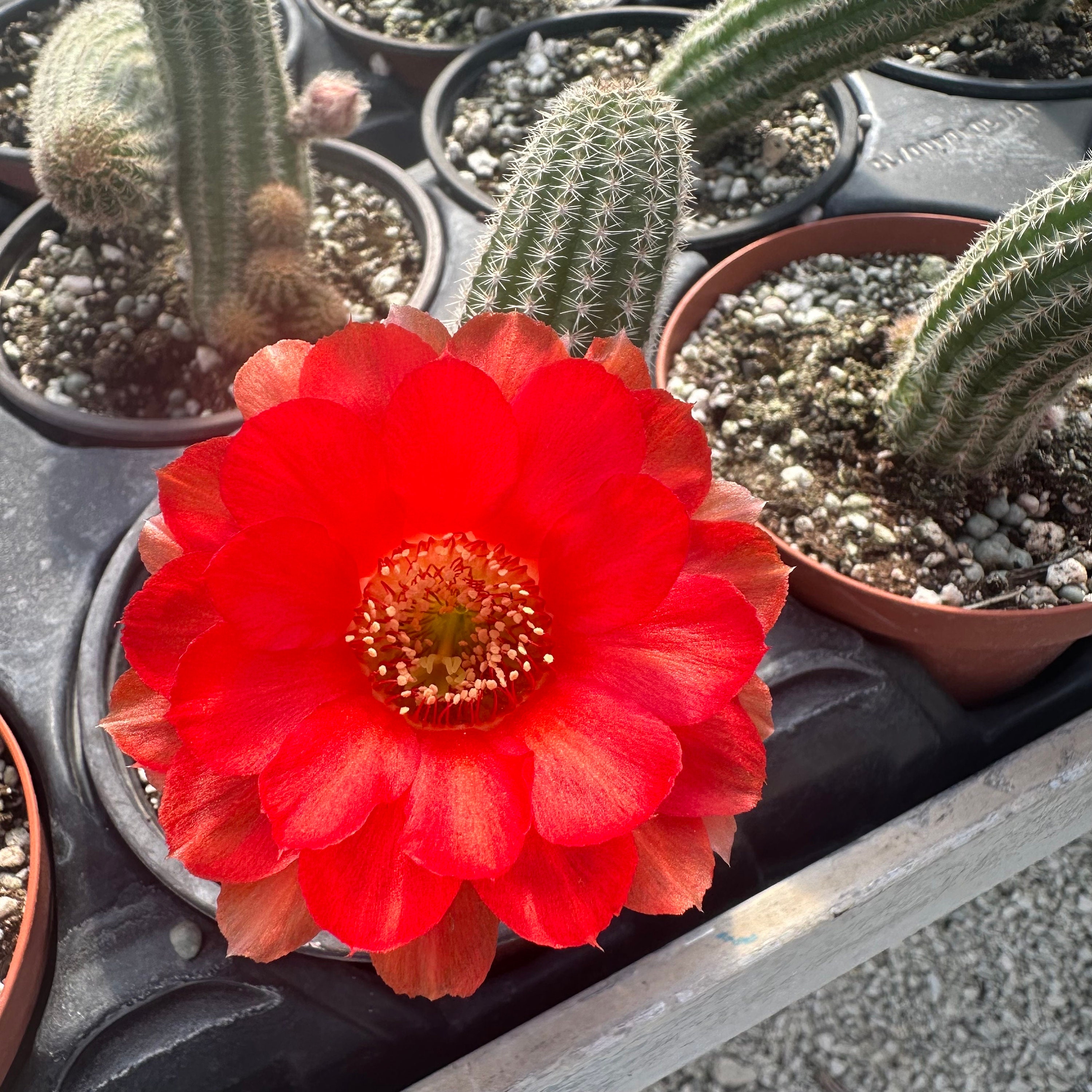 Echinopsis PEANUT CACTUS Rare Live PLANT With Pot and Bare Root Cactus ...