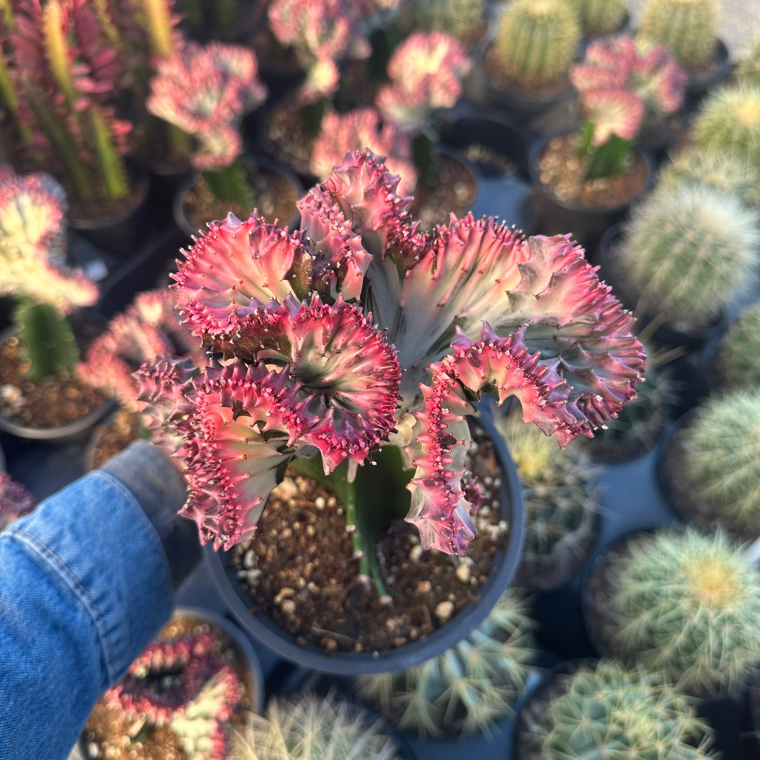 Euphorbia LACTEA CRISTATA Pink Live PLANT - Coral Cactus Succulent ...