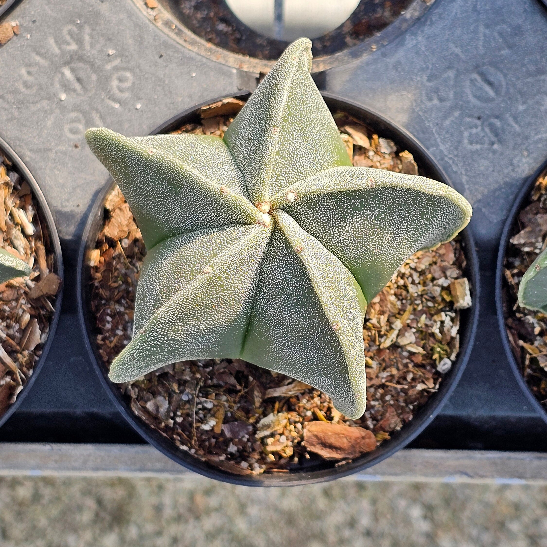 ASTROPHYTUM MYRIOSTIGMA Live CACTI Plant for Star Lover Gift Succulent ...
