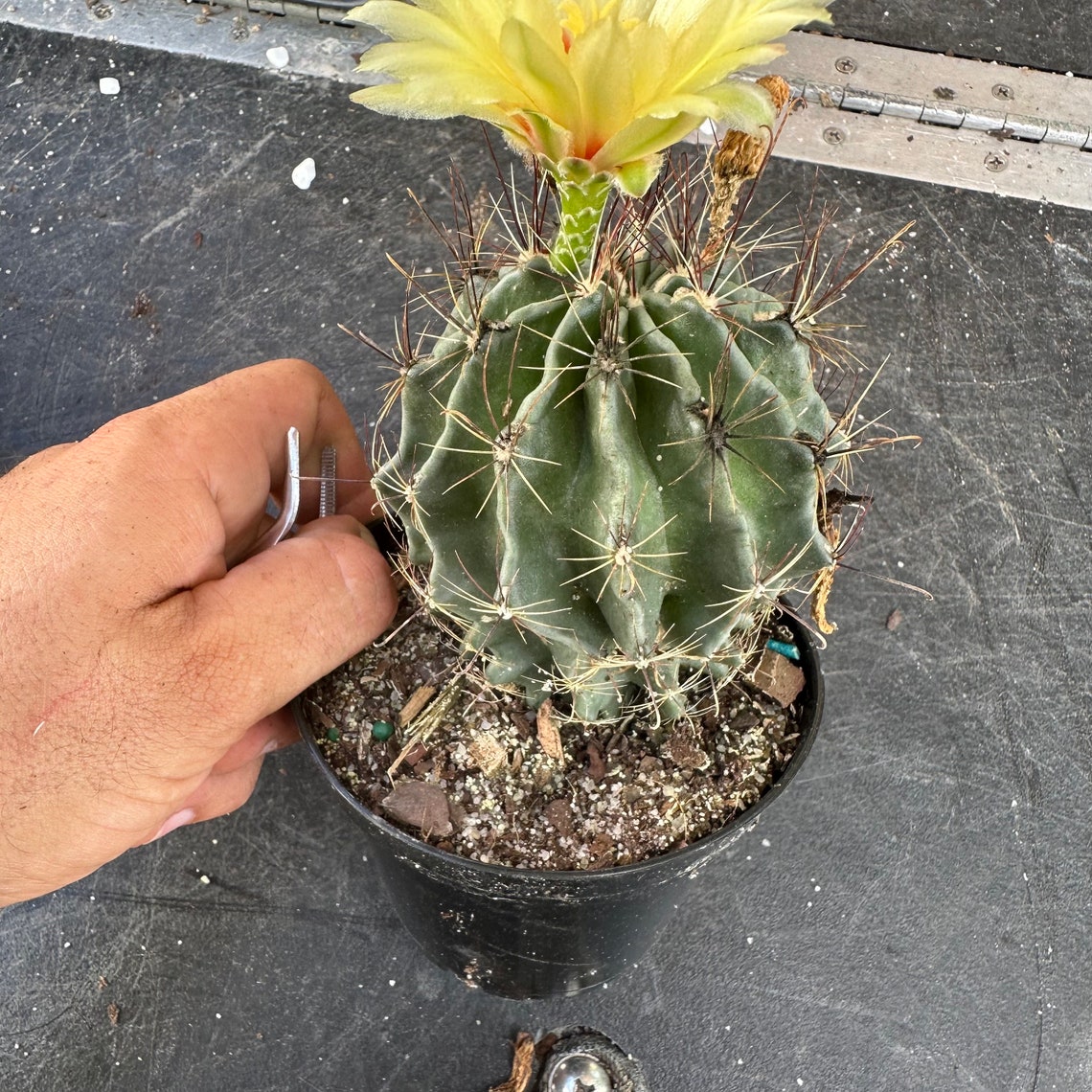 Telocactus Setispinus 4" Planta De Cactus Viva | Cactus Estrella ...
