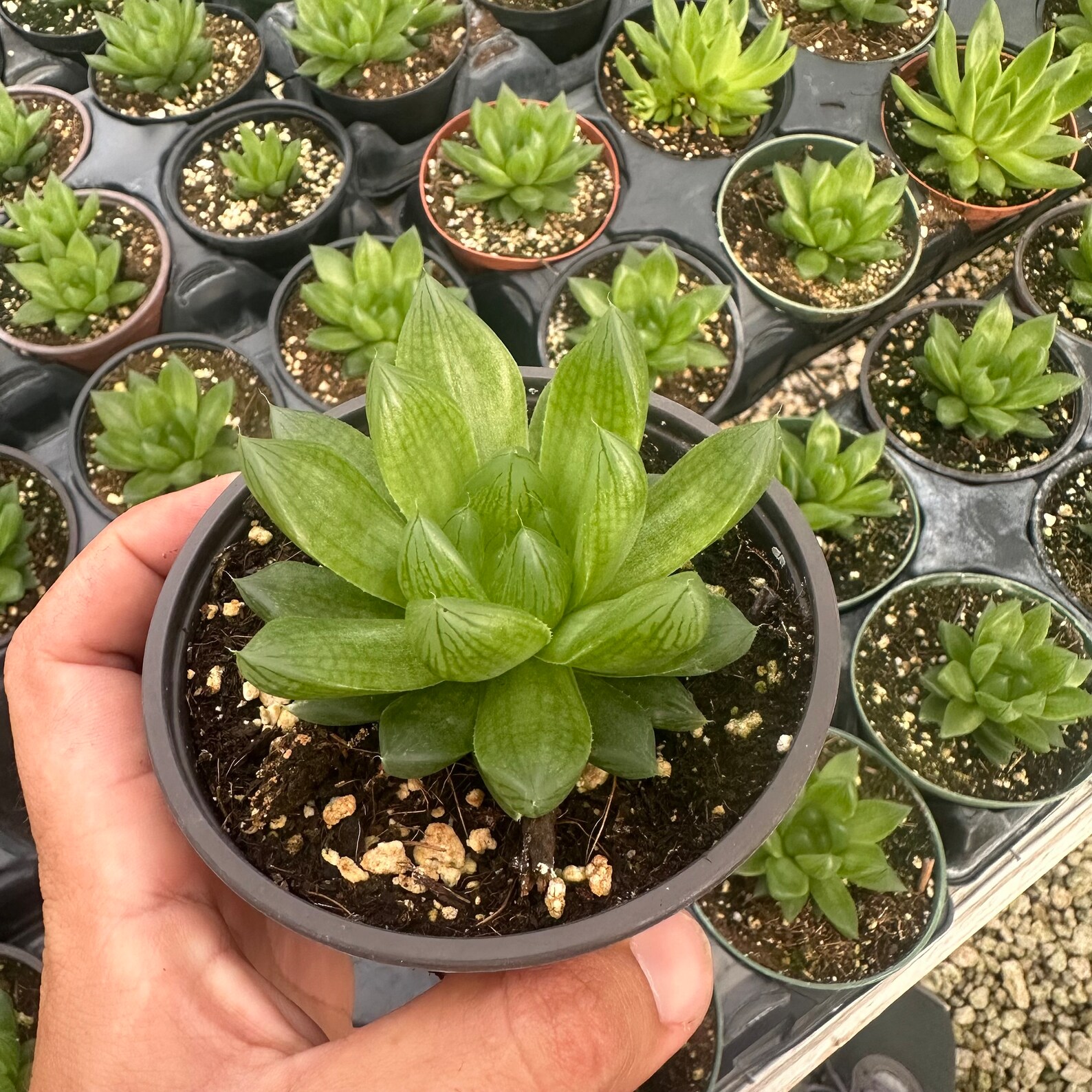 Stunning Cathedral Window Haworthia - Indoor Succulent Beauty 4" - Etsy