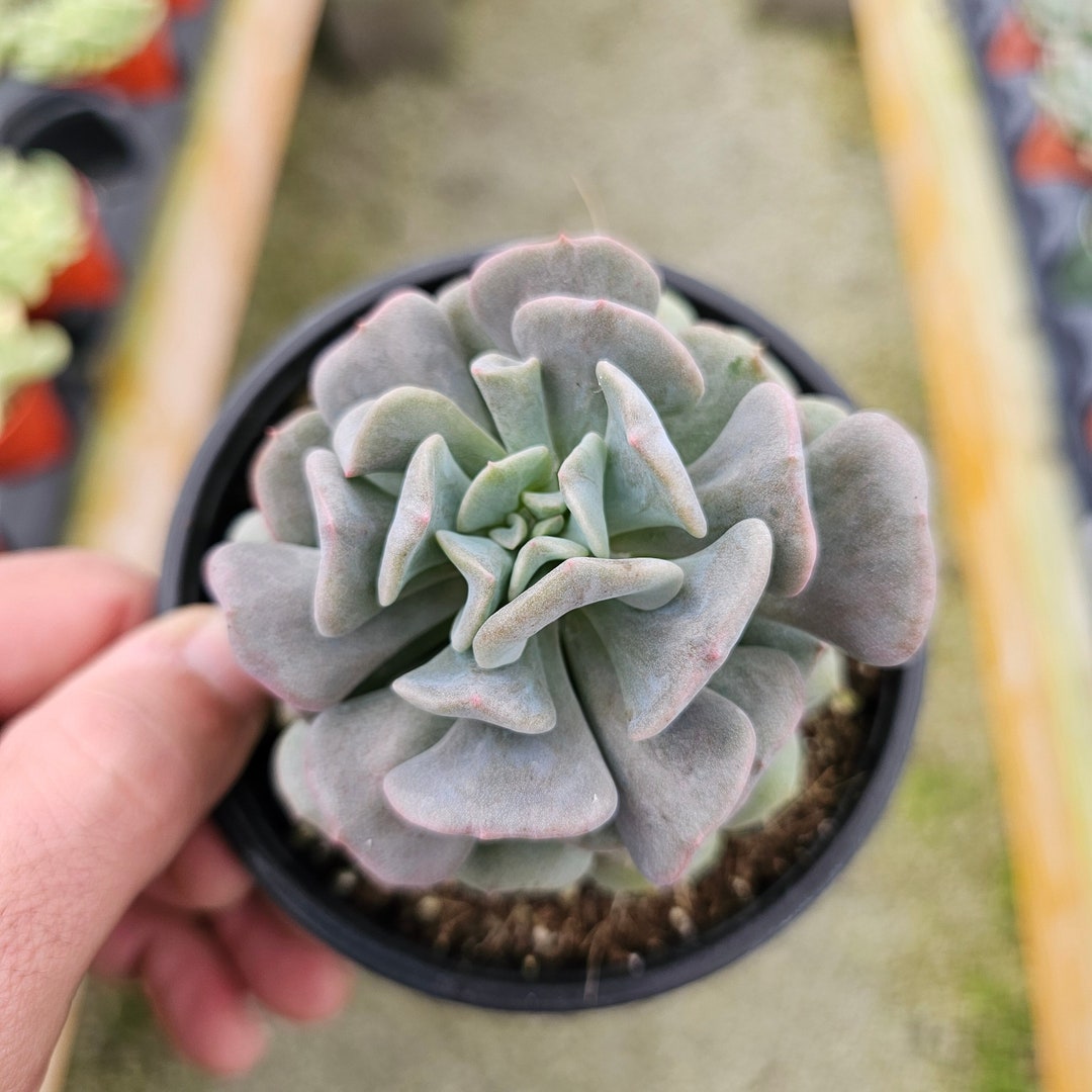 ECHEVERIA Cubic FROST Succulent CACTUS Plant for Home Décor – Beautiful ...