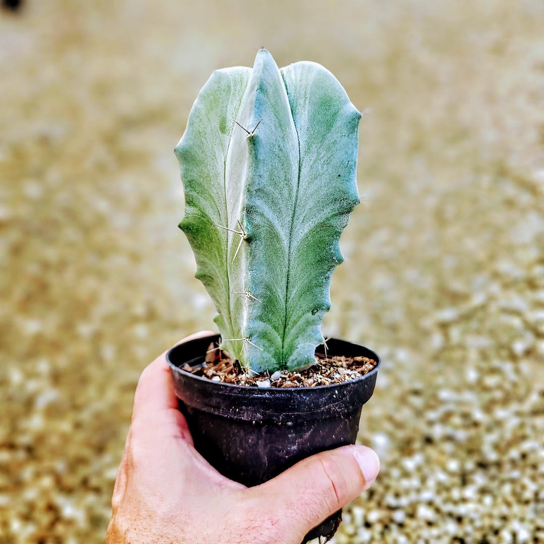Gray Ghost Organ Pipe, Stenocereus Pruinosus, Rare Potted Cactus 4" - Etsy