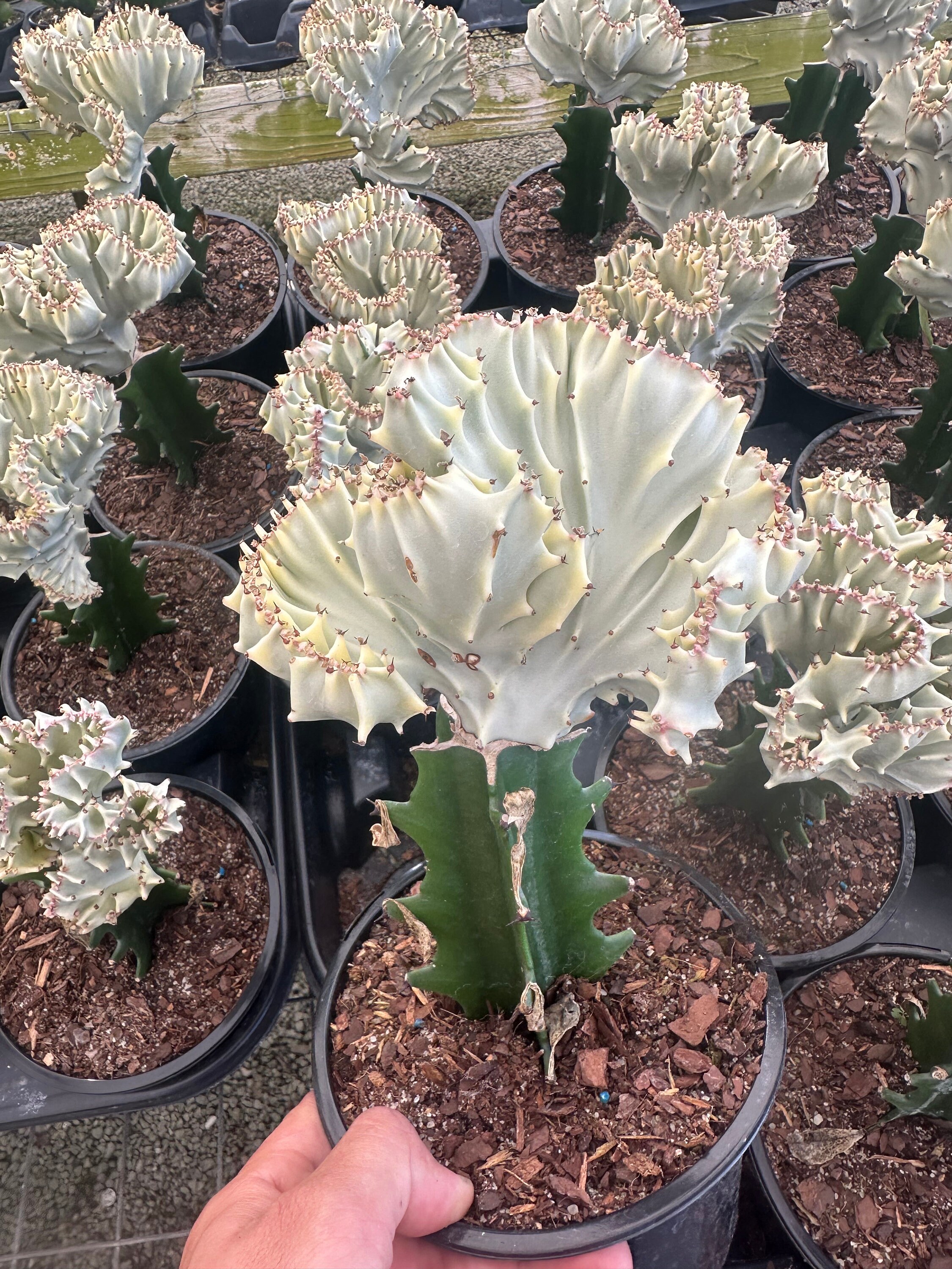 Euphorbia LACTEA CRISTATA Pink Live PLANT Coral Cactus Succulent ...