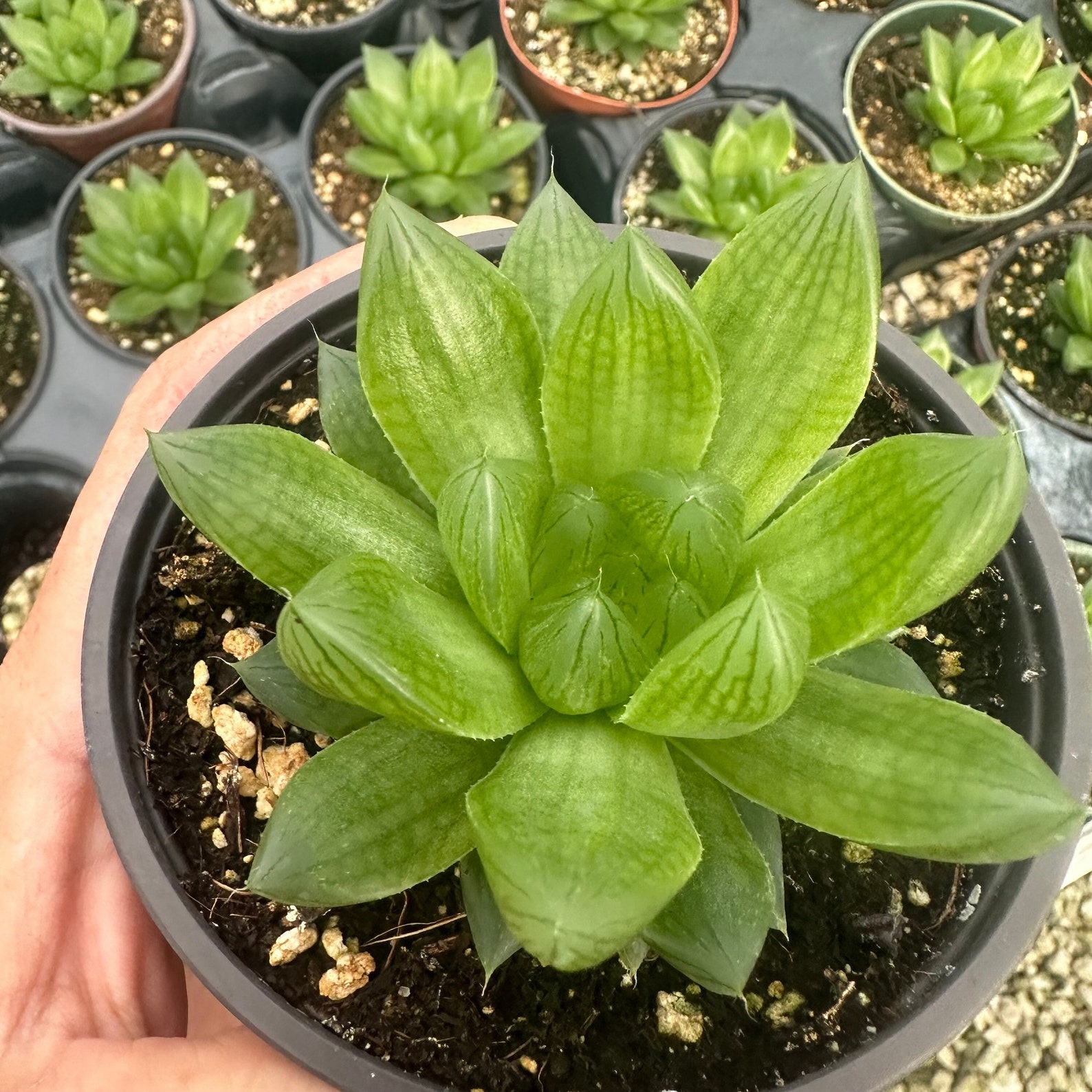 Stunning Cathedral Window Haworthia - Indoor Succulent Beauty 4" - Etsy