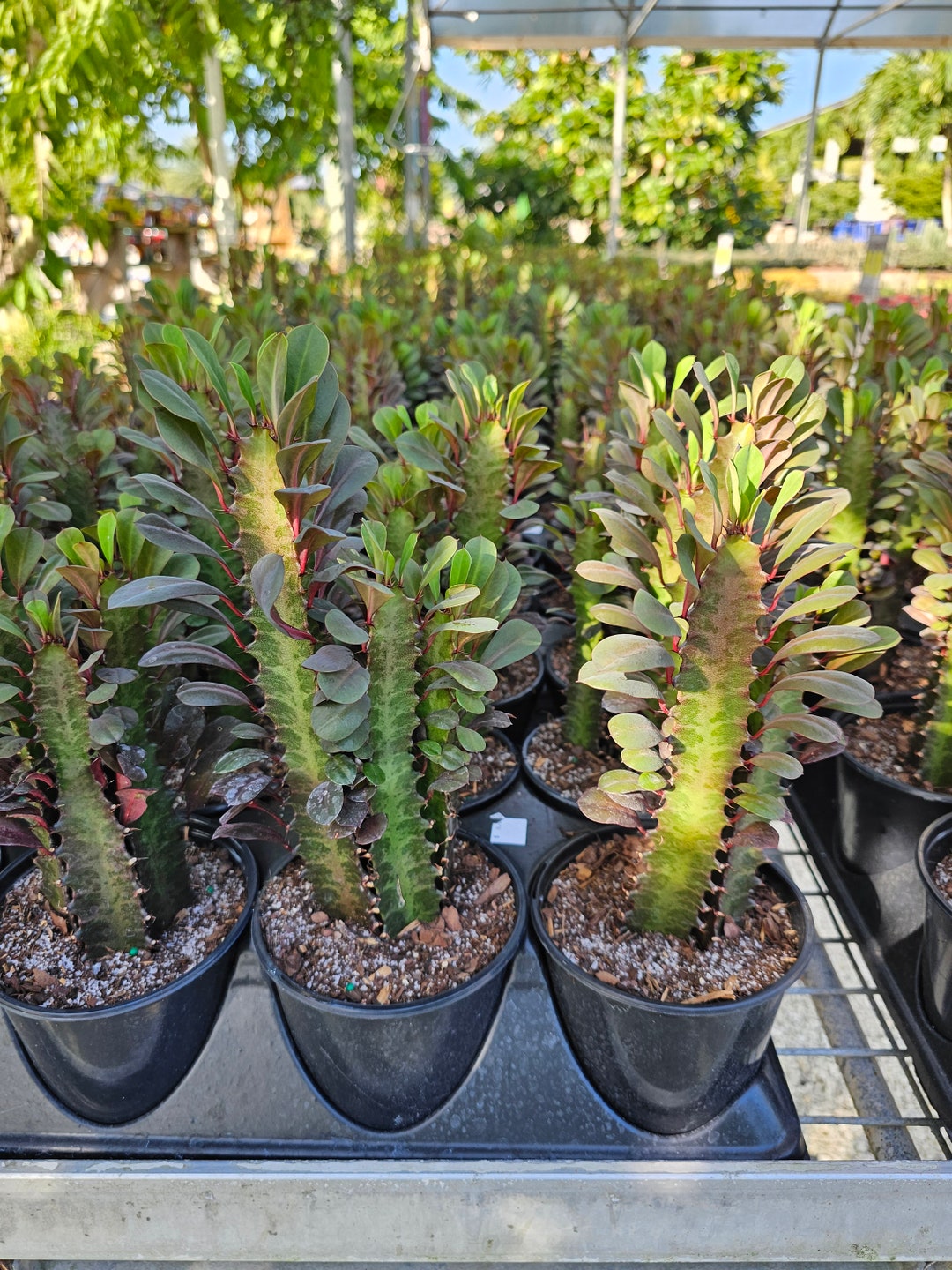 EUPHORBIA TRIGONA Live CACTUS Plant – Rubra Royal Red Rare Cactus Plant ...