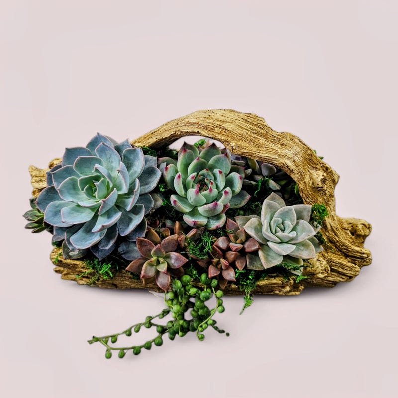 Succulent Log Planter - Etsy