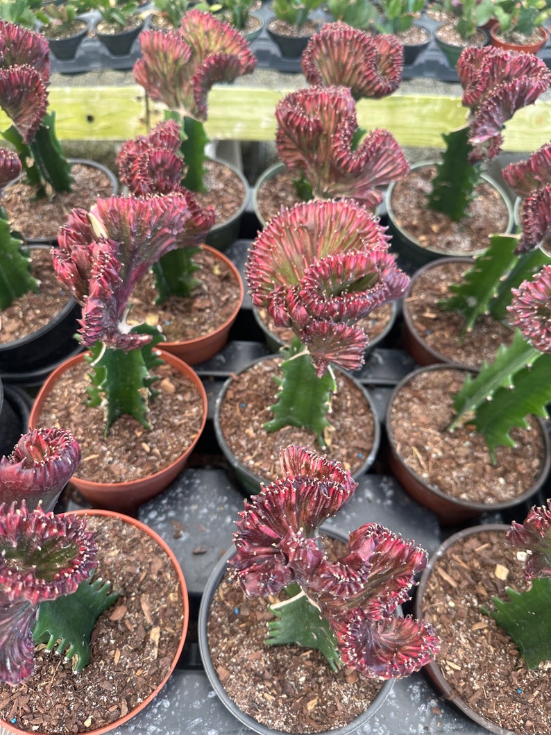 Euphorbia LACTEA CRISTATA Pink Live PLANT Coral Cactus Succulent ...